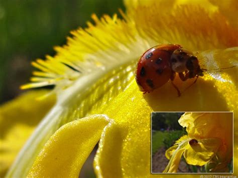 Sony Cyber Shot Dsc Wx150 Sample Pictures Cnet