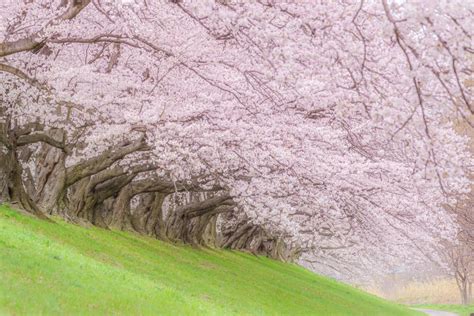 계절 한정 교토 아라시야마 벚꽃놀이 일일 투어 아라시야마 And 철학의 길 And 난젠지 And 게아게 인클라인 And 세와리테이 지구 오사카교토 출발 Kkday