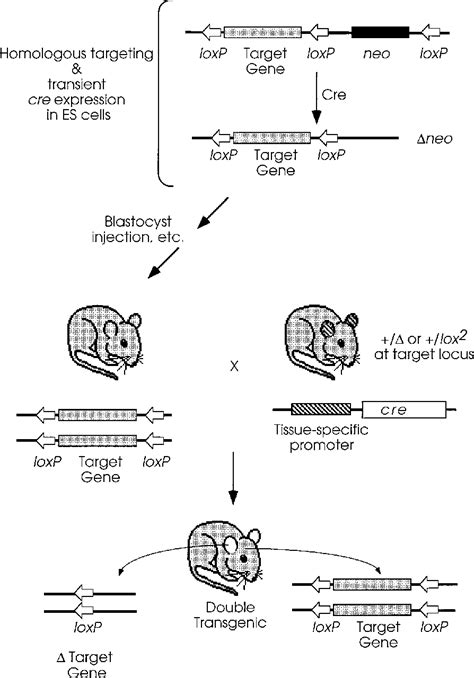 Gene Targeting Semantic Scholar
