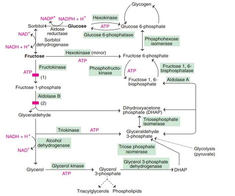 Fructose Metabolism Pathway Fructolysis Biology Notes Online