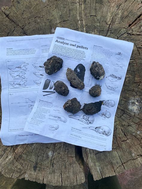 Three English Barn Owl Pellets With Instructions For Dissection And