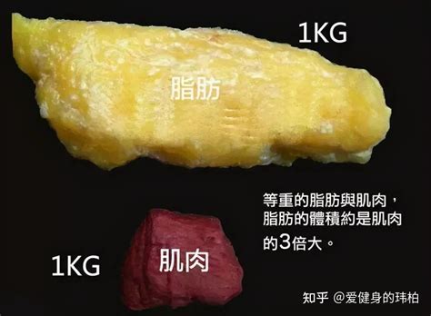 男生和女生体脂率和体重的区别 知乎