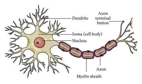 Structure Illustration Of Neuron Download Scientific Diagram