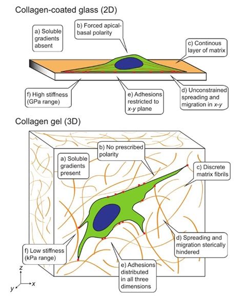 Advanced Biomatrix 2d Vs 3d Cell Culture