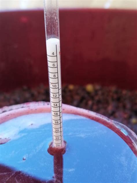 Plavac Mali Grožđe Prodano Ostalo