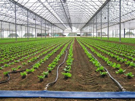 How To Build A Greenhouse Drip Irrigation System Greenhouse Info