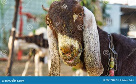 Contagious Ecthyma Infection In The Mouth Of A Brown Goat Mouth And Foot Common Diseases Of