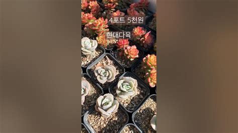 인천 장수동 국민다육이 추천 💥 9포트 1만원💥교차구입 가능 And 택배가능 저렴한 다육매장 다육이 ️인천시 남동구 장수동