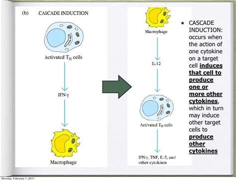 Bio 151 Lec 10 Cytokines