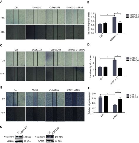 Cdk11 Depletion Promotes Migration Through Wnt β Catenin Signaling Download Scientific Diagram