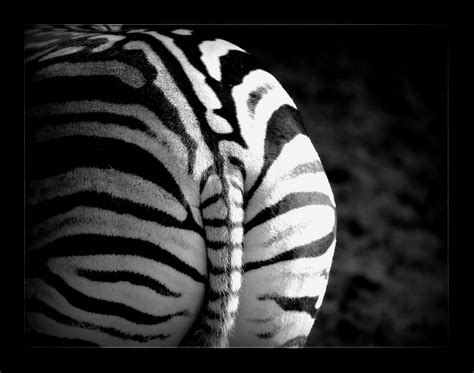 Royalty Free Photo Photo Of Zebra Pickpik