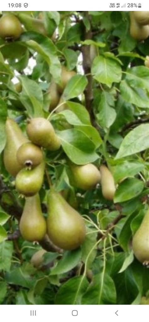 სოფლის მეურნეობა სასოფლო ტექნიკის ყიდვა გაყიდვა