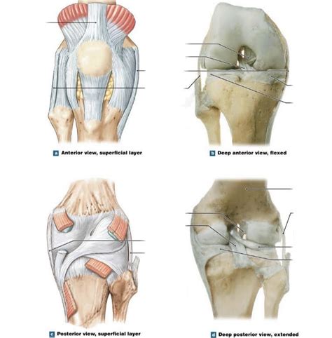 Right Knee Diagram Bones Tendons Ligaments And Menisci Diagram