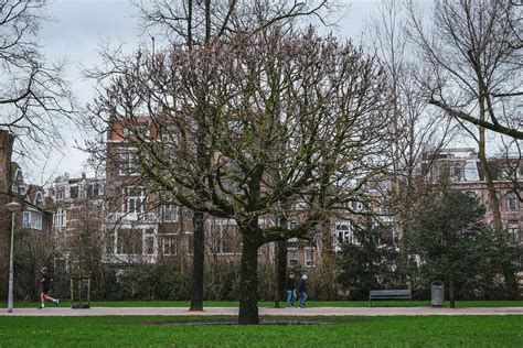 집 밖의 가로등 기둥 가로수가 늘어선 거리 걷고 있는 사람 겨울 겨울 단풍 겨울 시즌 겨울에 나무 경치 고전 건축 공공 공원 공원 벤치 길 나무