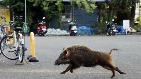 ភូមិ មនុស្ស ចាស់ នៅ ជប៉ុន កំពុង រង ការ វាយប្រហារ ពី ជ្រូក ព្រៃ ដណ្តើម កាន់កាប់ ទីតាំង Sabay News