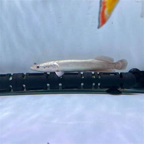 Platinum Arapaima Gigas Monsteraquariumonline