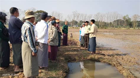 ရွှေတောင်မြို့နယ်တွင် နွေစပါး Drum Seeder လက်ဆွဲကောက်စိုက်စက်ကိရိယာဖြင့် ရတနာတိုး Ysr စပါးမ