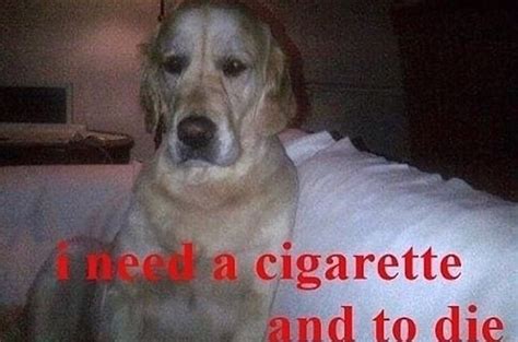A Cigarette Co Ifunny