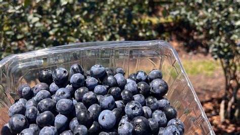 Spring U Pick Southern Hill Farms