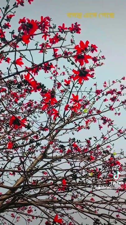 বসন্ত এসে গেছে। পহেলা ফাল্গুন। Youtube