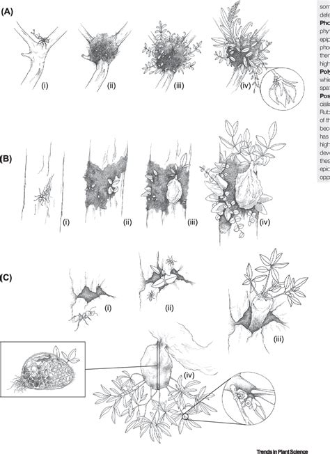 Pdf The Evolution Of Plant Cultivation By Ants Semantic Scholar