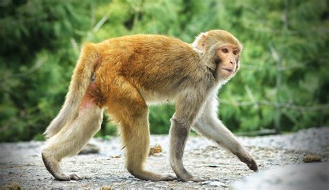 Nonhuman Primate Research — Eye Tracking Reveals Data Tobii