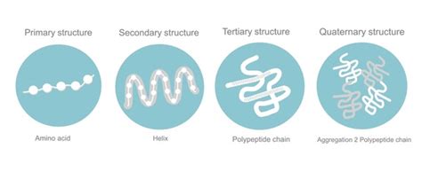 24 Beta Sheet Protein Stock Vectors And Vector Art Shutterstock
