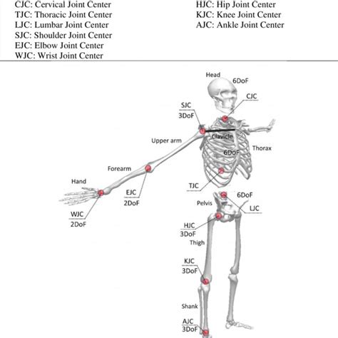 schematic representation of the multibody model consisting of 2