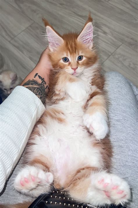 Alan The Polydactyl Maine Coon With Green Eyes