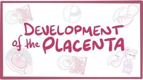 Placenta Anatomy Physiology Pptx