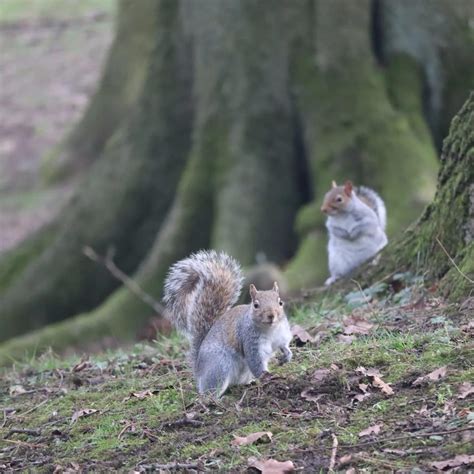 Grey Squirrels Album On Imgur