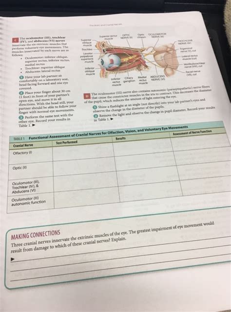 ACTIVITY 7 Cranial Nerve Function Testing The Or Chegg Com