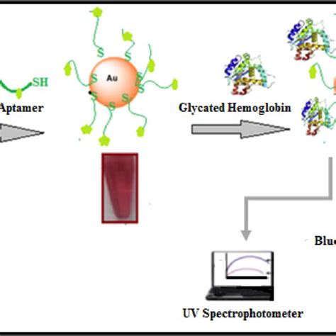 Schematic Representation Of The Ss Dna Apt Hba1c G Nps Based Download Scientific Diagram