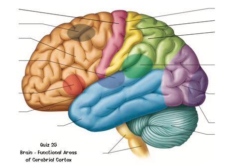 B210 Quiz 25 Brain Functional Areas Of Cerebral Cortex Diagram Quizlet