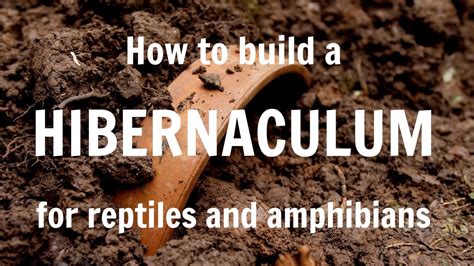 How To Build A Hibernaculum For Reptiles And Amphibians Youtube