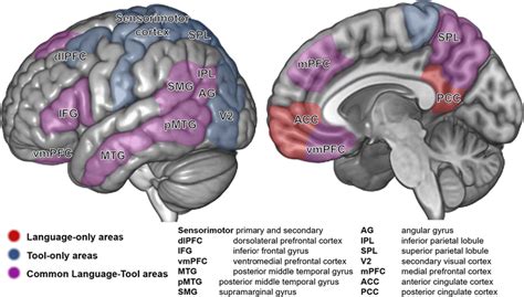 Brain Regions Implicated In Linguistic Processing Only Red Download Scientific Diagram