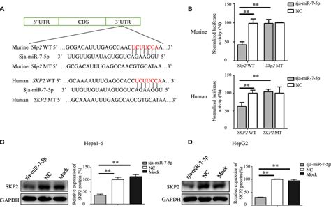 Skp2 Encoding S Phase Kinase Associated Protein 2 Is A Direct Target Download Scientific
