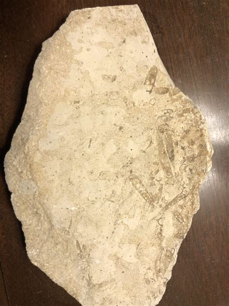 Can Anyone Id This Fossil R Fossilid