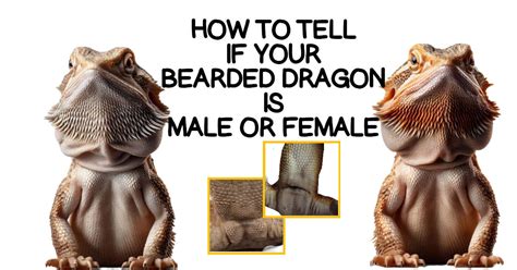 Bearded Dragon Anatomy And Biology A Complete Guide