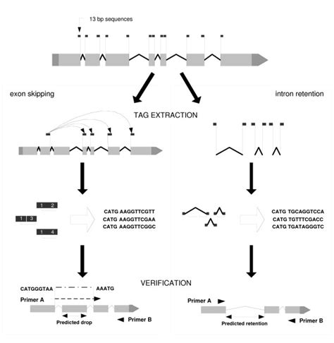 Schematic Illustration Of Computational Prediction And Experimental