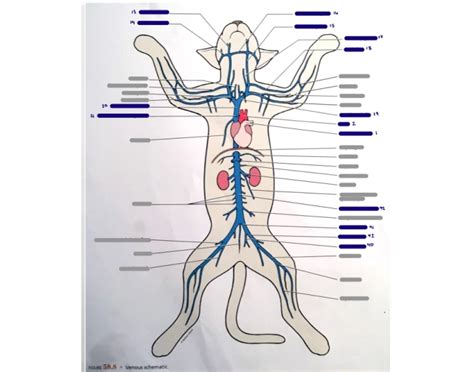 Cat Circulatory System Veins Quiz