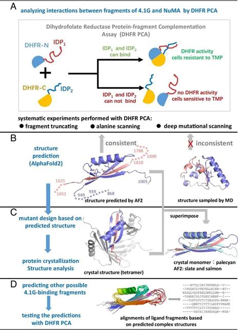 Pnas 中国科学技术大学刘海燕 陈泉等合作揭示无序蛋白结构域的靶标识别机制 知乎