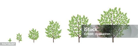 나무 성장 단계 숙성 기간 진행 나무 수명주기 식물 묘목 단계 벡터 그림입니다 0명에 대한 스톡 벡터 아트 및 기타 이미지