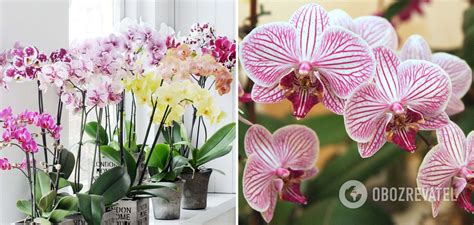 Як зробити щоб орхідея постійно цвіла де поставити рослину чи можна ставити на підвіконні