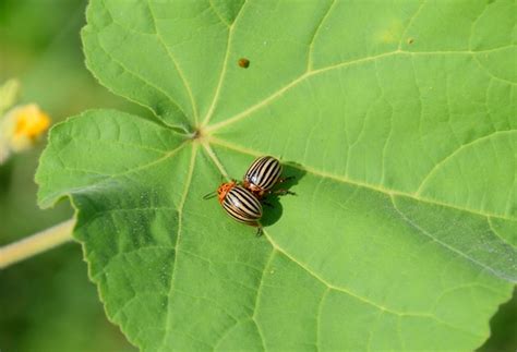 Premium Photo Colorado Beetle On A Leaf Of A Plant Adult Striped Colorado Beetles