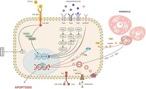 Intrinsically Photosensitive Retinal Ganglion Cell