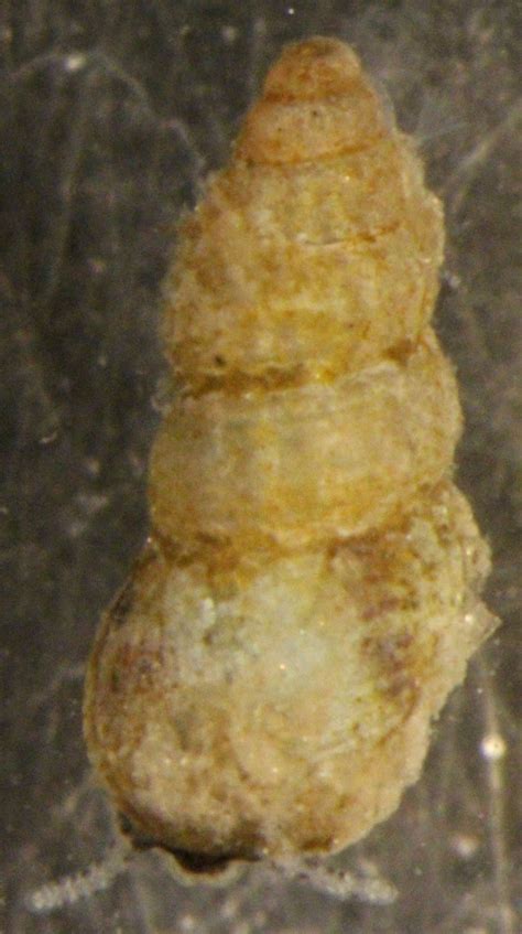 Media Of Grass Cerith Maryland Biodiversity Project