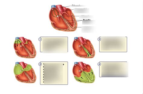 Figure 2 Physiology Cardio Diagram Quizlet