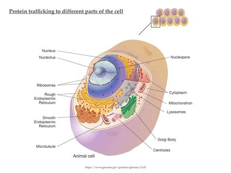 Secretory Pathway Lsm2233 Cell Biology Nus Thinkswap