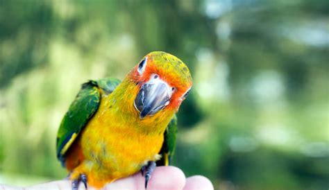Birds With Human Faces